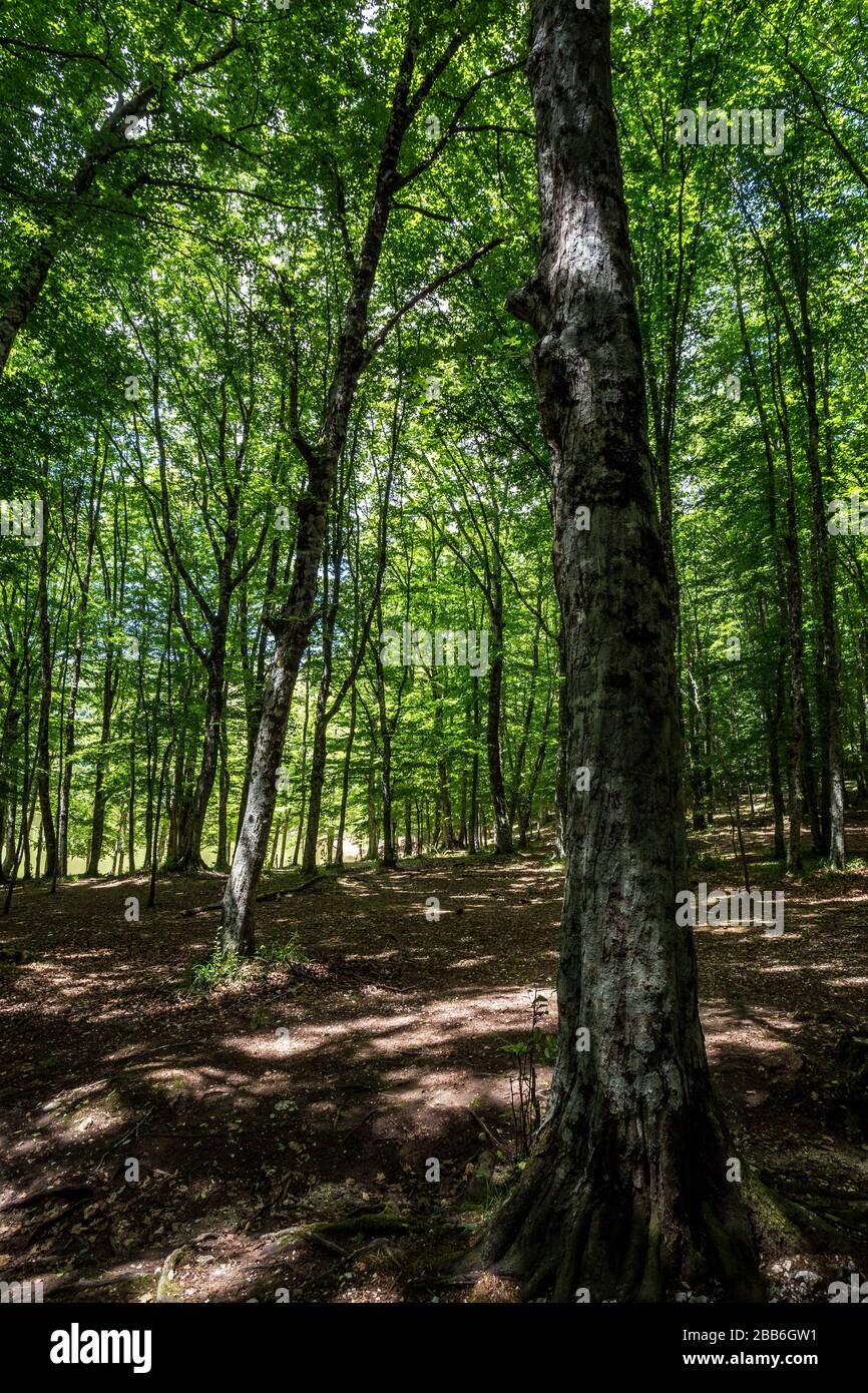 Umbra Forest is a natural reserve part of Gargano National Park and ...