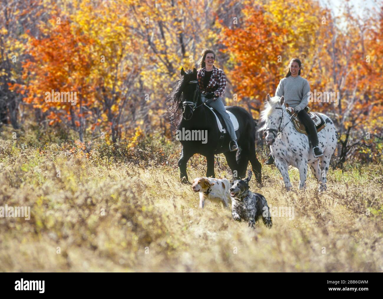 Woman trail riding in fall foliage. Friesian stallion and Appaloosa ...