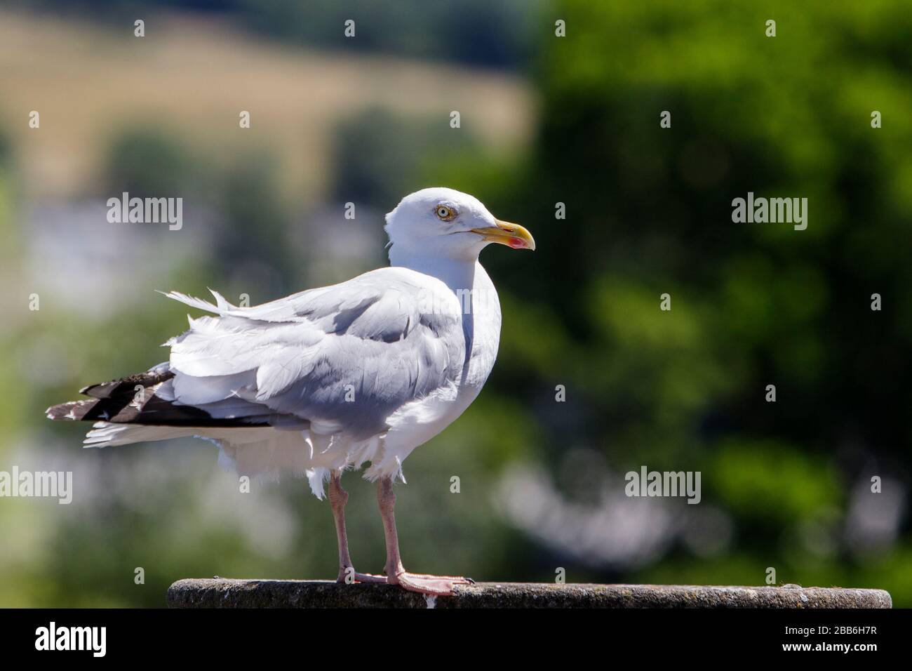 City pests hi-res stock photography and images - Alamy