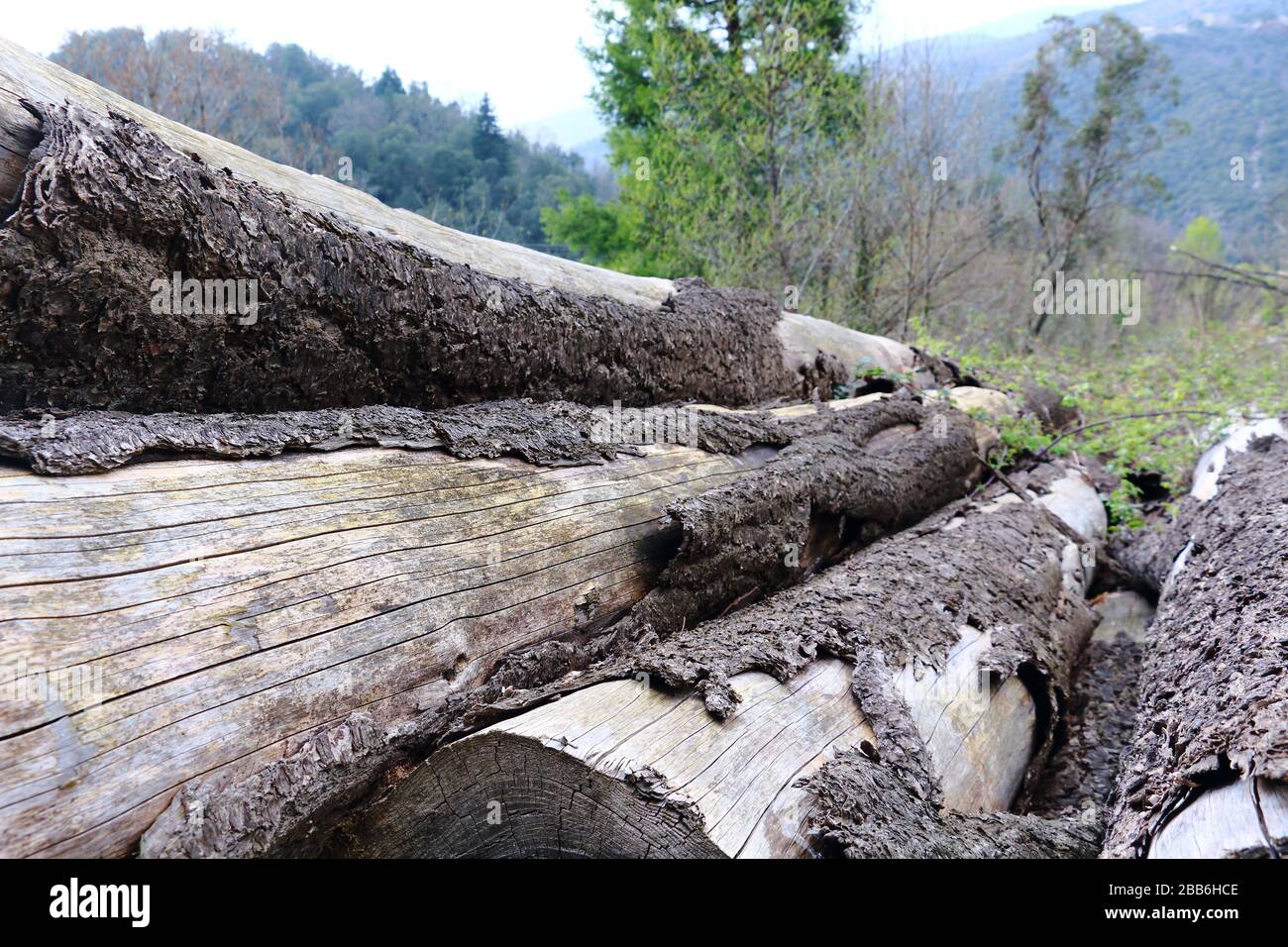 Long tree trunks laying outdoors. Green trees in the background Stock ...