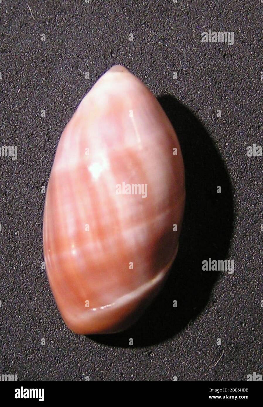 Ancilla hi-res stock photography and images - Alamy