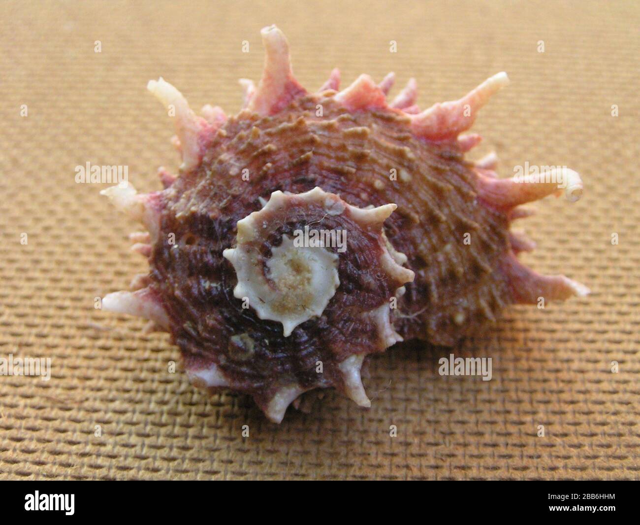 Poppei High Resolution Stock Photography and Images - Alamy