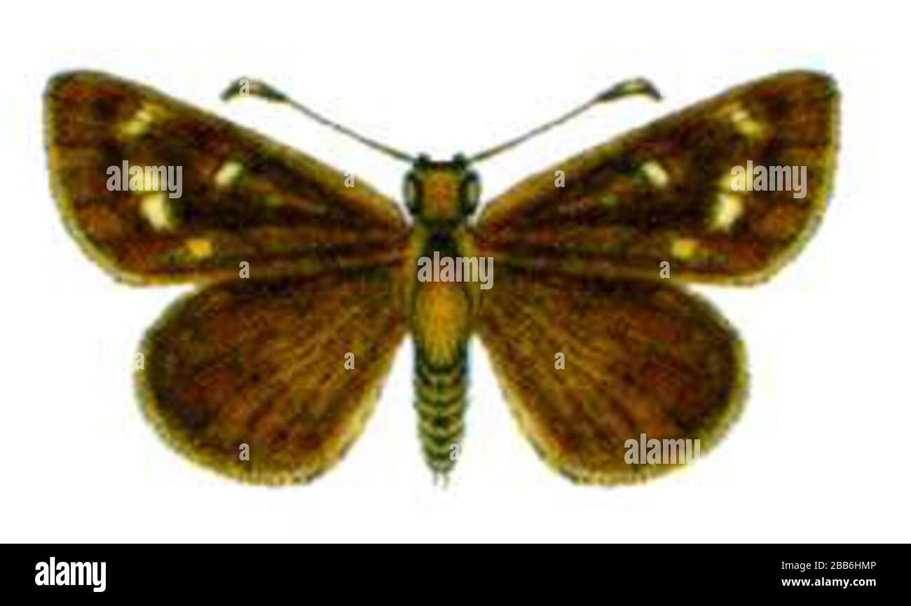 English butterfly drawing Cut Out Stock Images & Pictures - Alamy