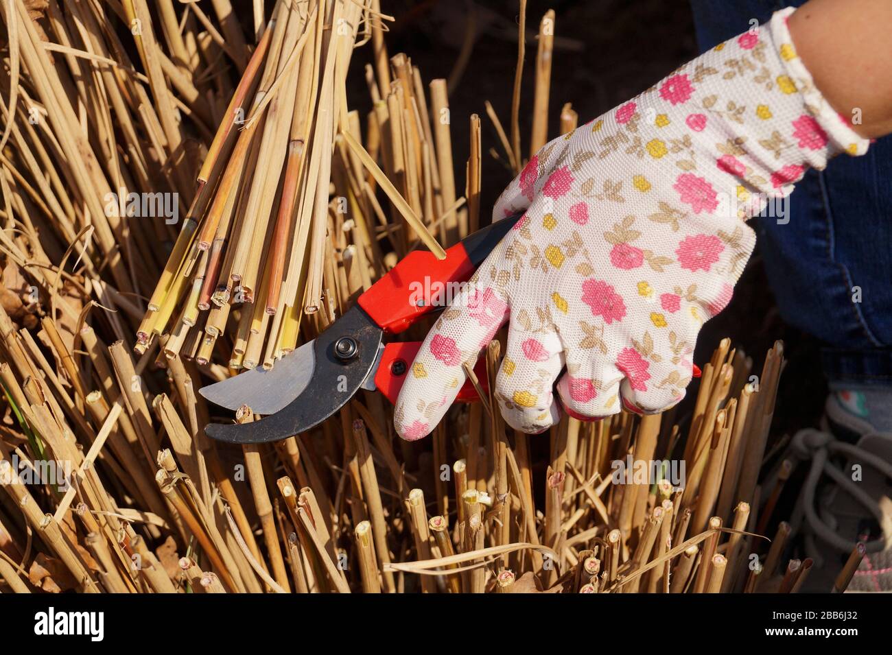 Cutting grass with scissors hi-res stock photography and images - Alamy