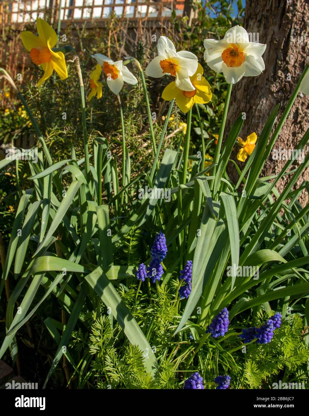 Daffodils flowering in the sunshine of an English urban spring garden ...