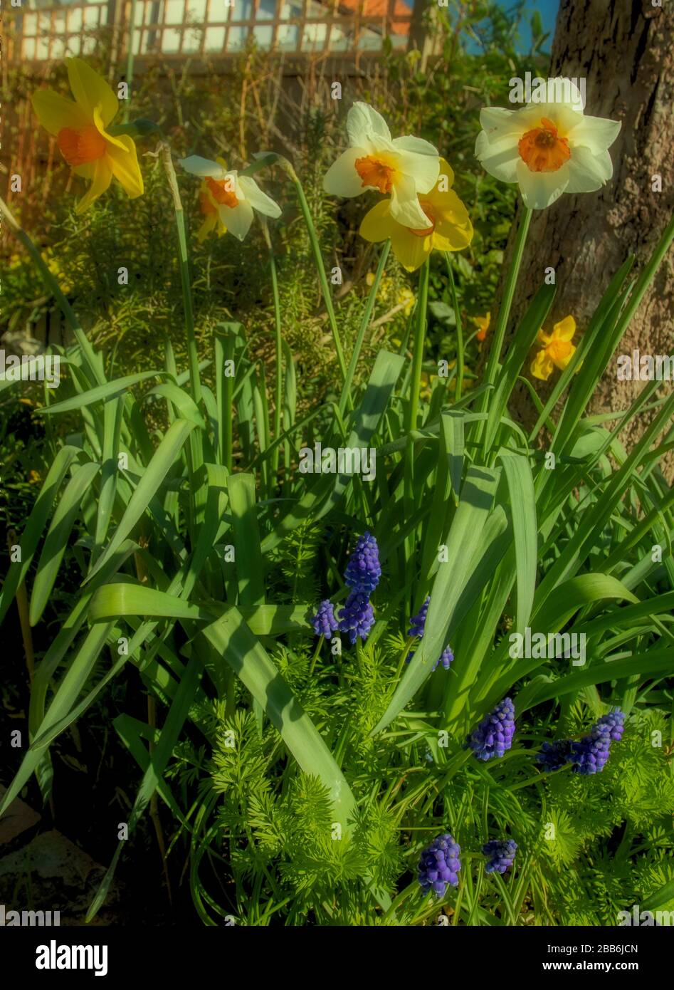Daffodils flowering in the sunshine of an English urban spring garden ...