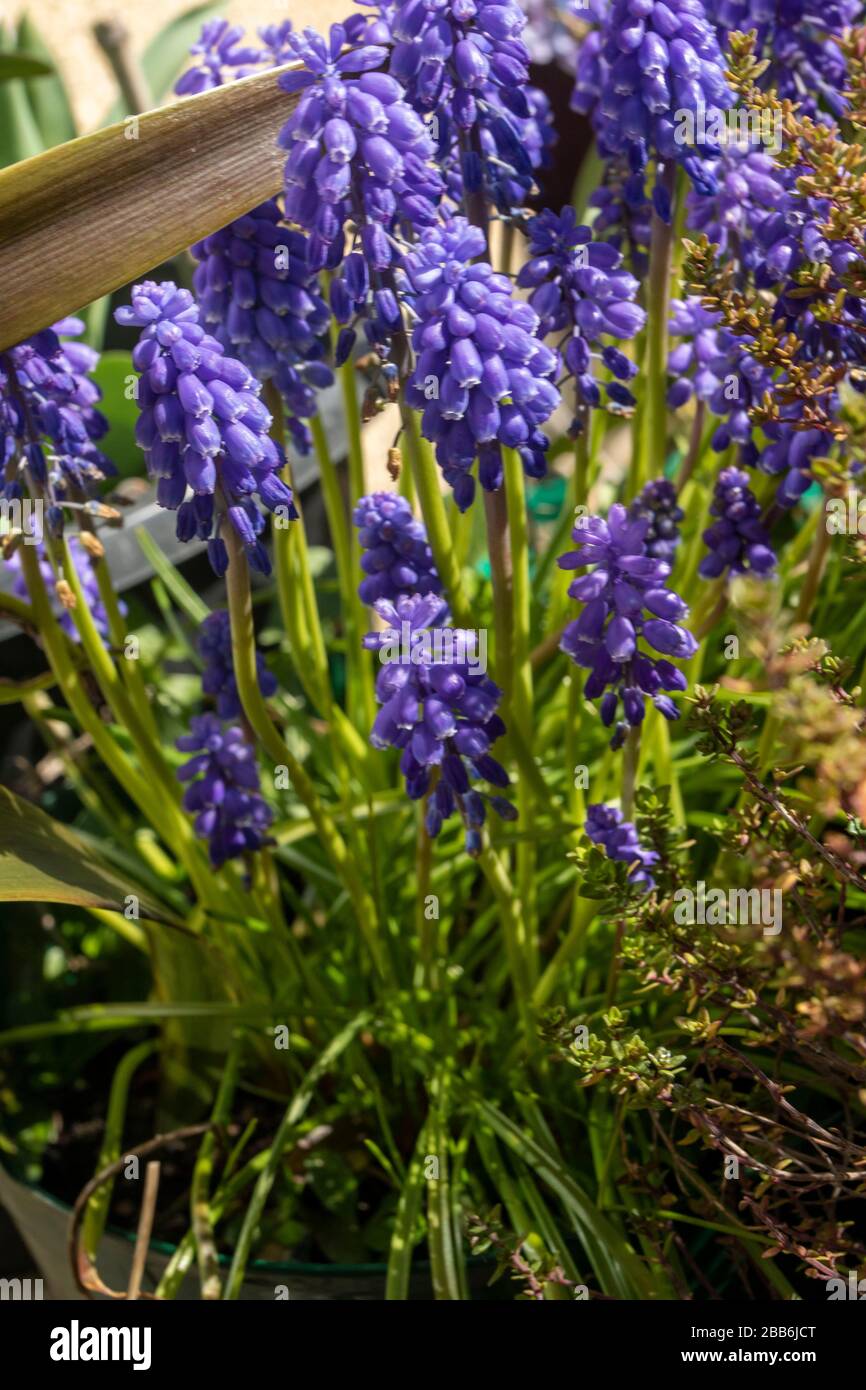Spring flowering Hyacinth in a London urban garden, nature study Stock ...