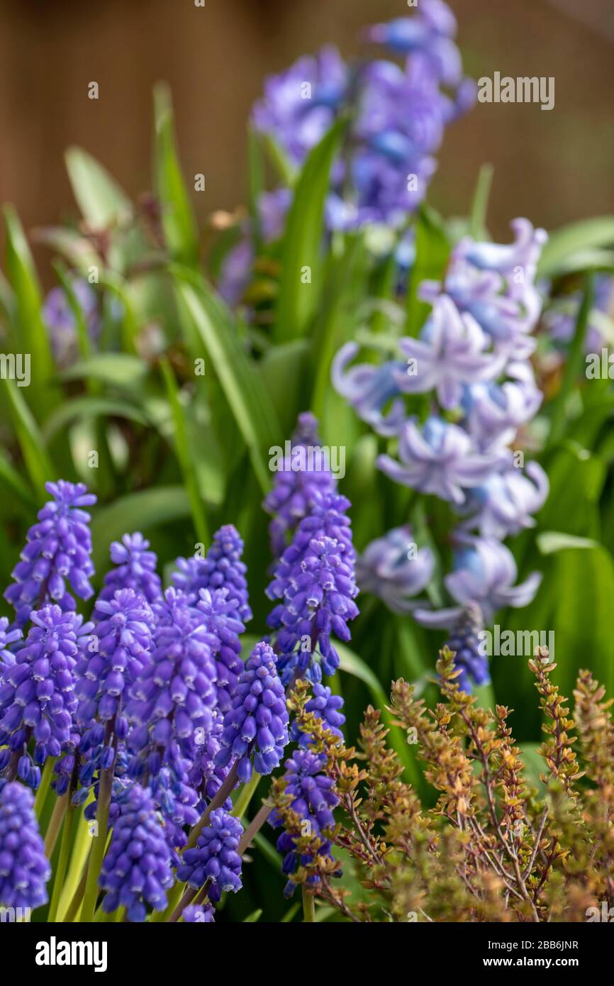 Spring flowering Hyacinth in a London urban garden, nature study Stock ...