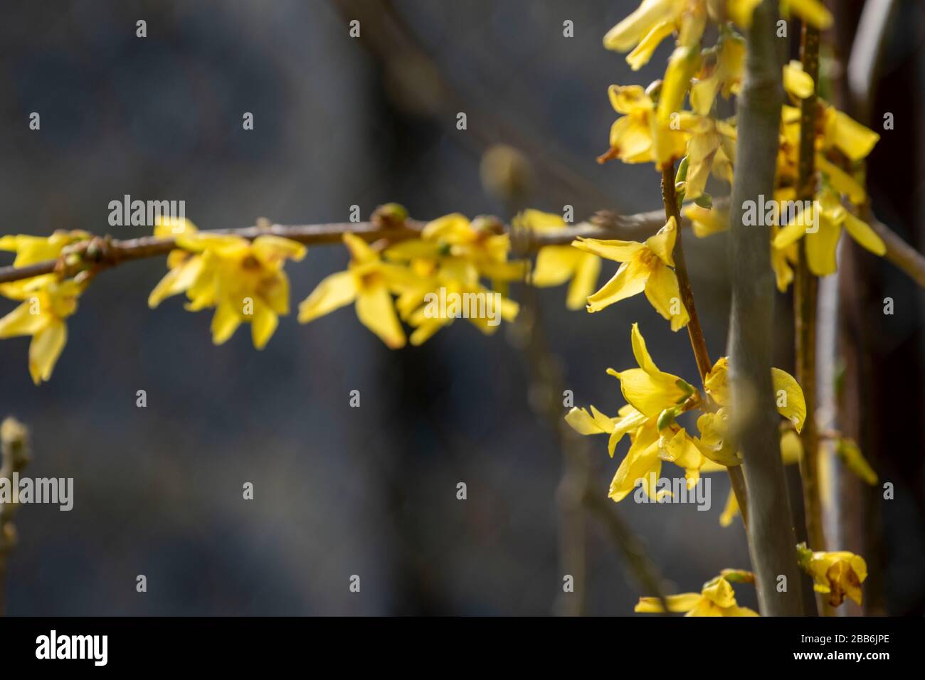 Forsythia, yellow spring flowering garden shrub plant in flower, London ...