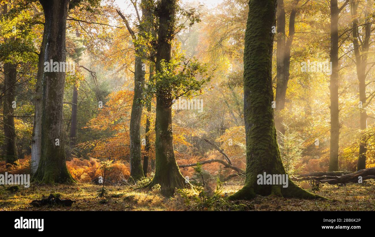 New Forest Autumn Stock Photo - Alamy