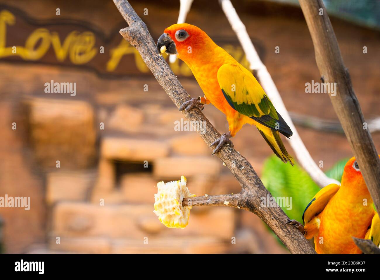 Pair of lovebird a bright orange parrots eating corn. Bird watching ...