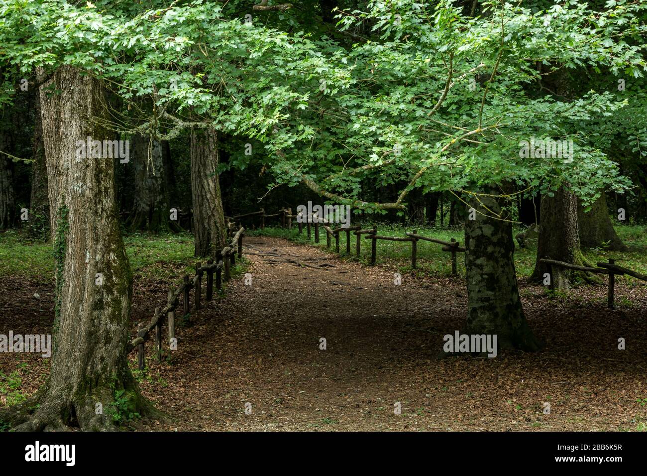 Umbra Forest is a natural reserve part of Gargano National Park and ...