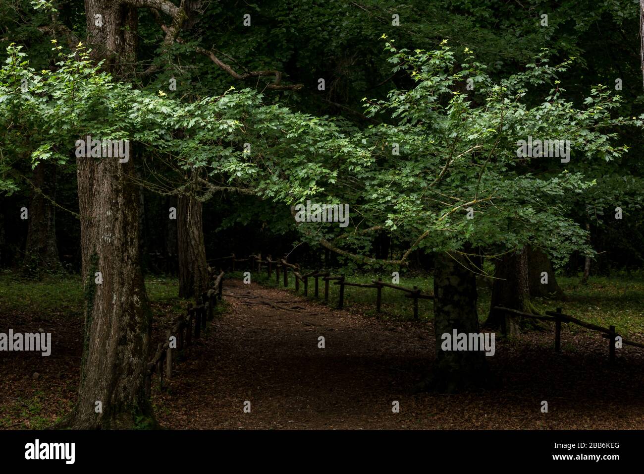 Umbra Forest is a natural reserve part of Gargano National Park and ...