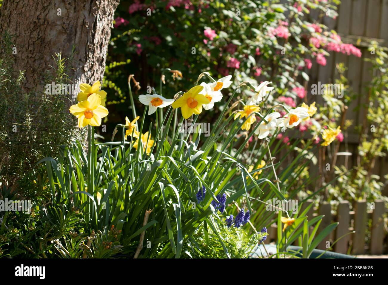 Daffodils flowering in the sunshine of an English urban spring garden ...