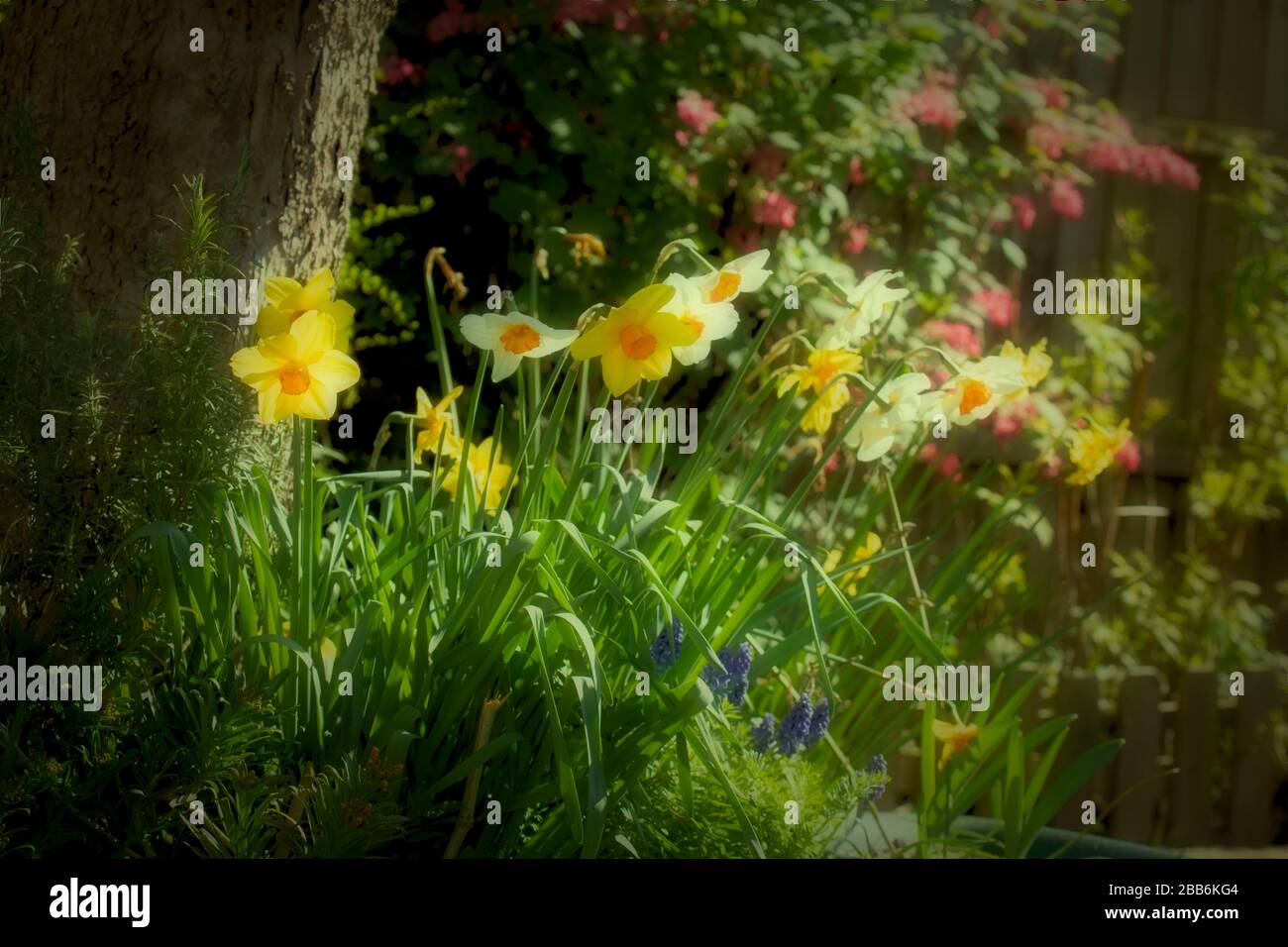 Daffodils flowering in the sunshine of an English urban spring garden ...