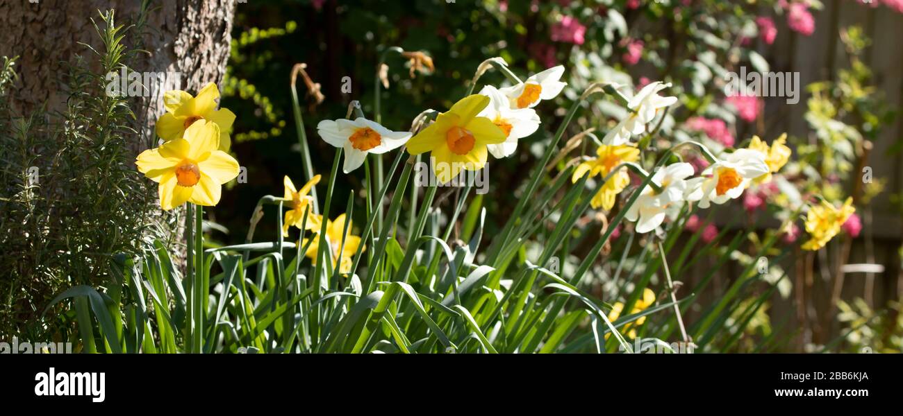 Daffodils flowering in the sunshine of an English urban spring garden ...