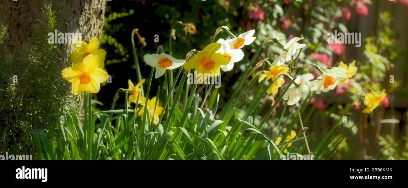 Daffodils flowering in the sunshine of an English urban spring garden ...