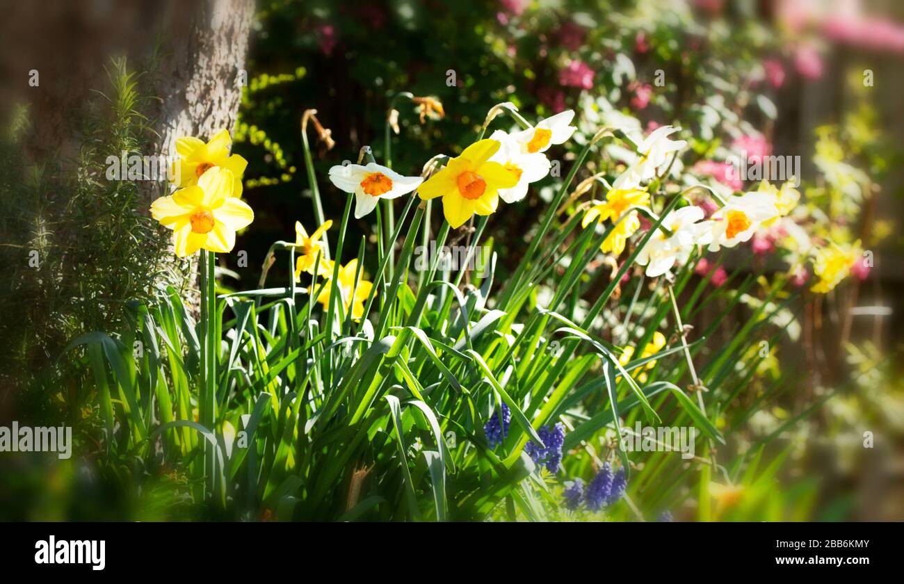 Daffodils flowering in the sunshine of an English urban spring garden ...