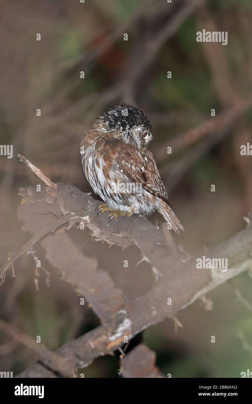 Peruvian Pygmy-owl (Glaucidium peruanum) adult roosting low in bush ...