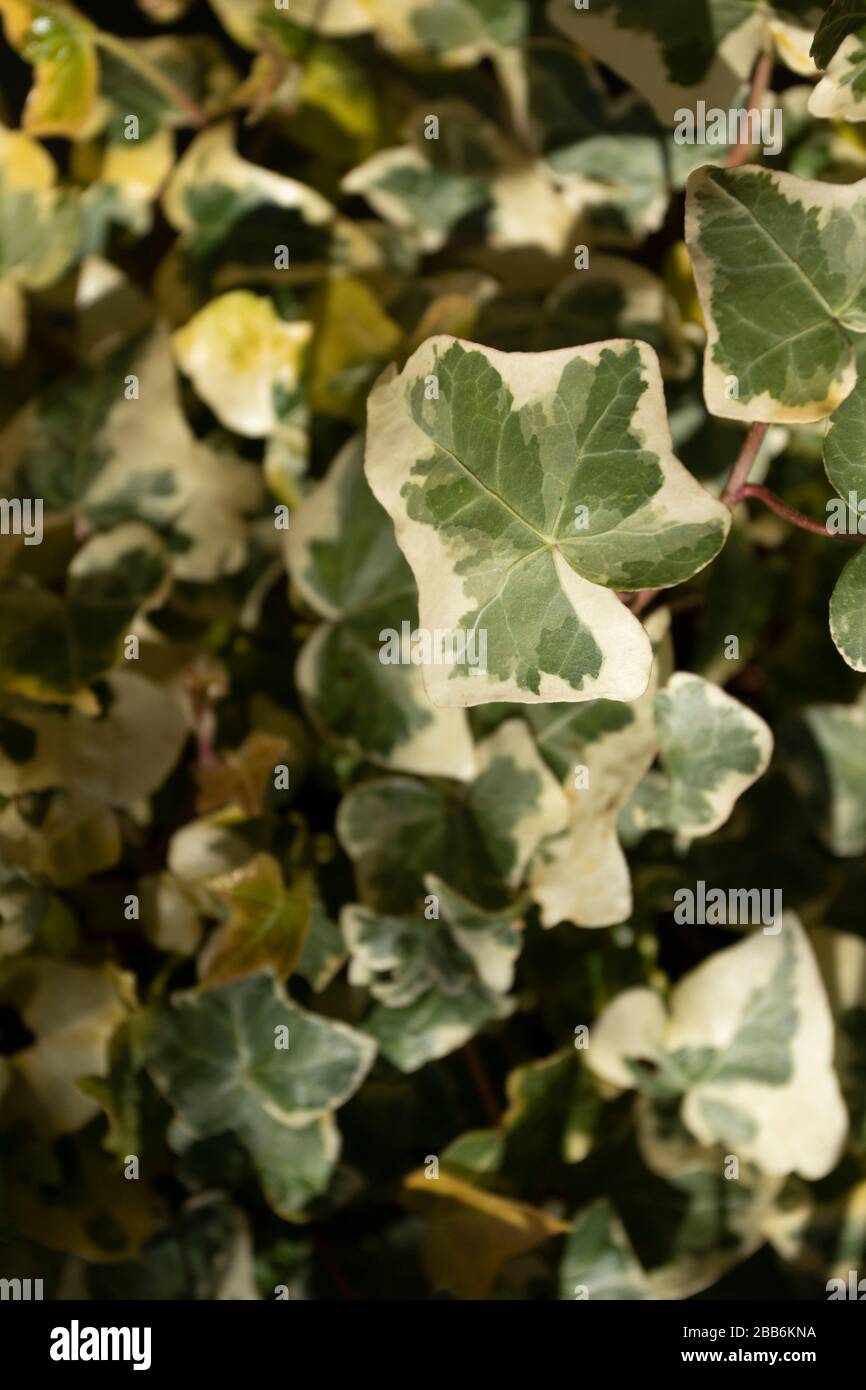 Close up of Ivy plant patterns in the English spring sunshine Stock ...