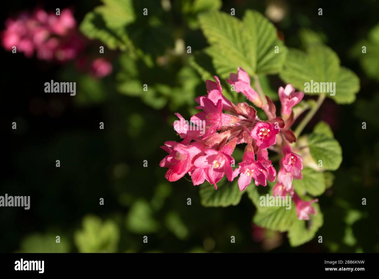 Ribes sanguineum, the flowering currant, in full spring flower in an ...