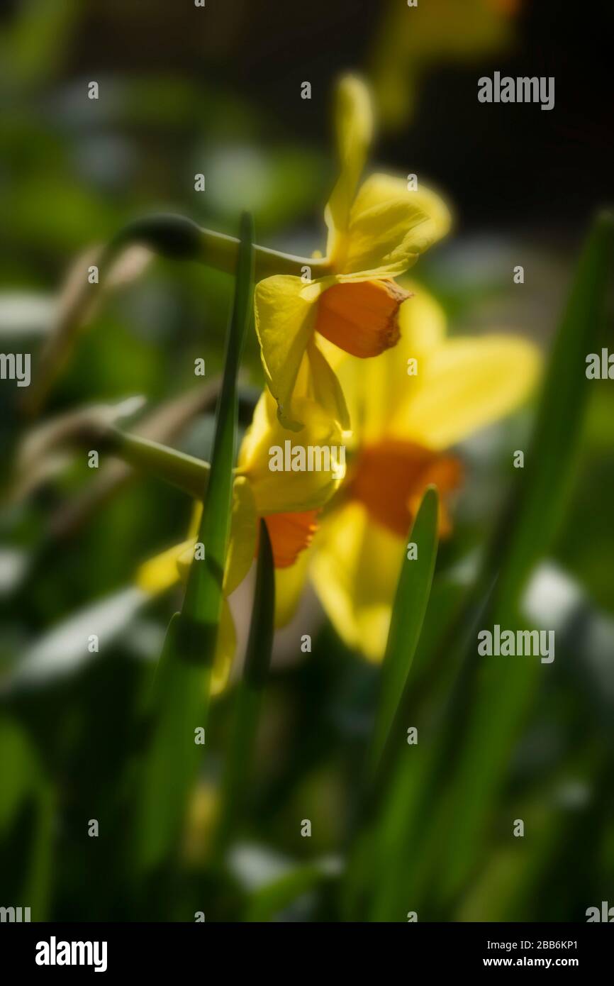 Daffodils flowering in the sunshine of an English urban spring garden, London, England, United ...