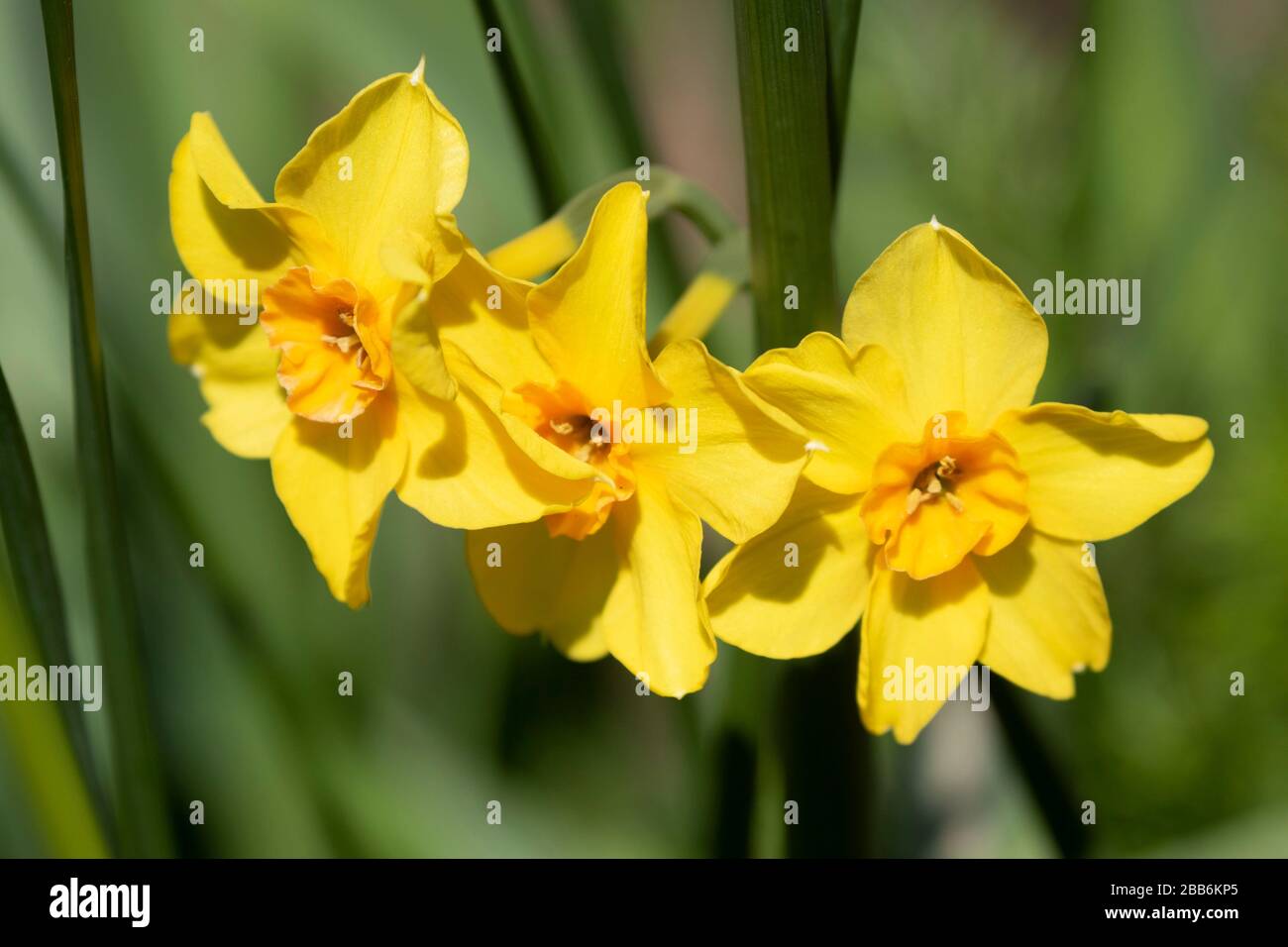 Daffodils flowering in the sunshine of an English urban spring garden ...