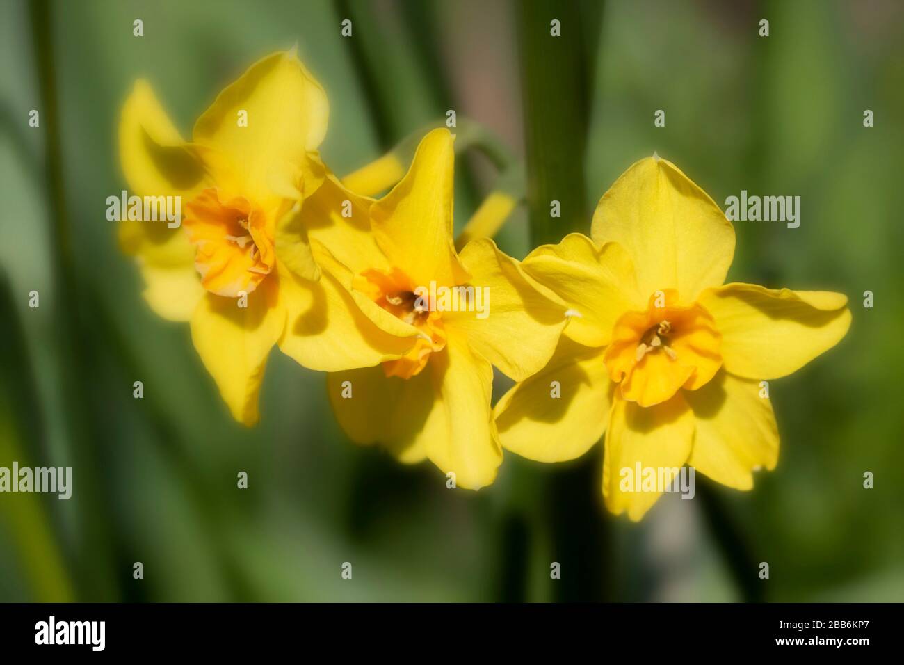 Daffodils flowering in the sunshine of an English urban spring garden ...