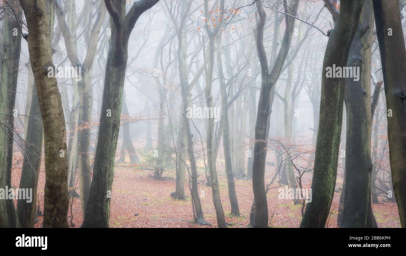 Epping forest national park hi-res stock photography and images - Alamy