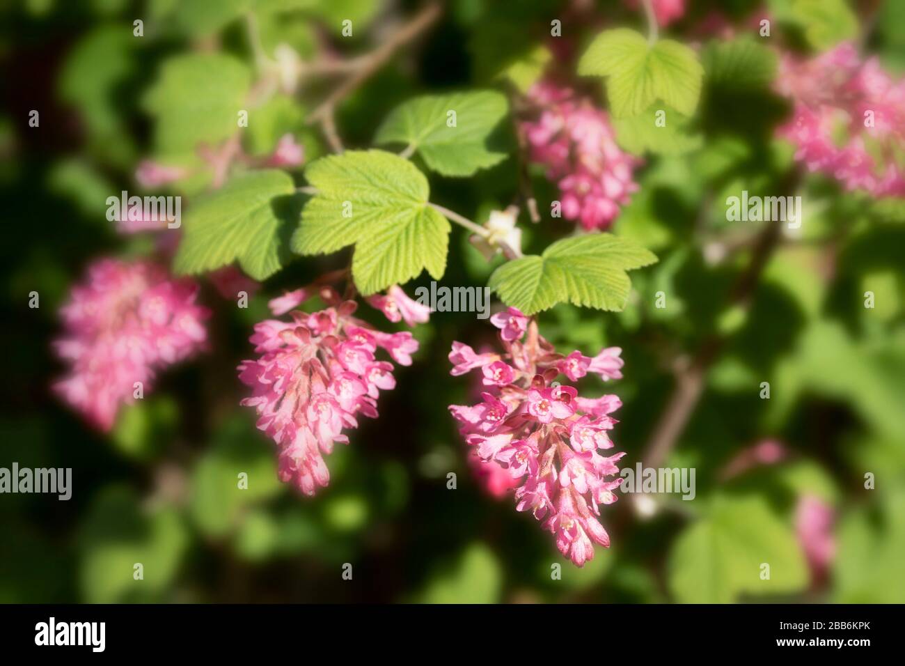 Ribes sanguineum, the flowering currant, in full spring flower in an ...