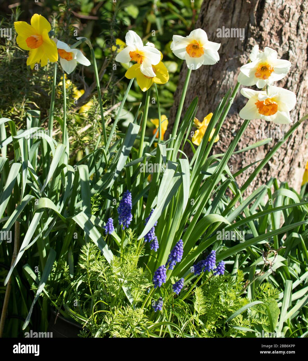 Daffodils flowering in the sunshine of an English urban spring garden ...