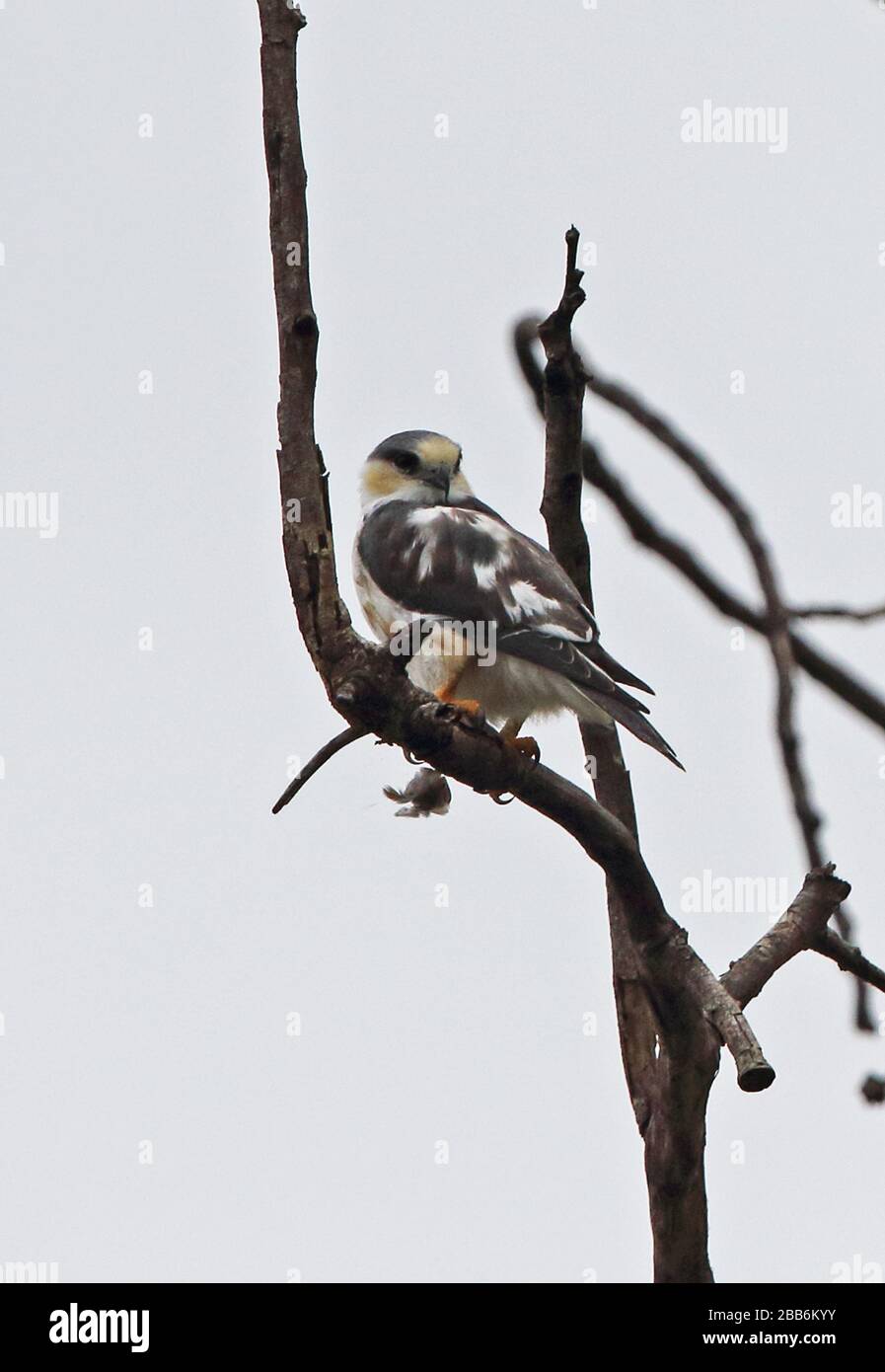 Pearl Kite (Gampsonyx swainsonii magnus) adult perched on dead branch ...
