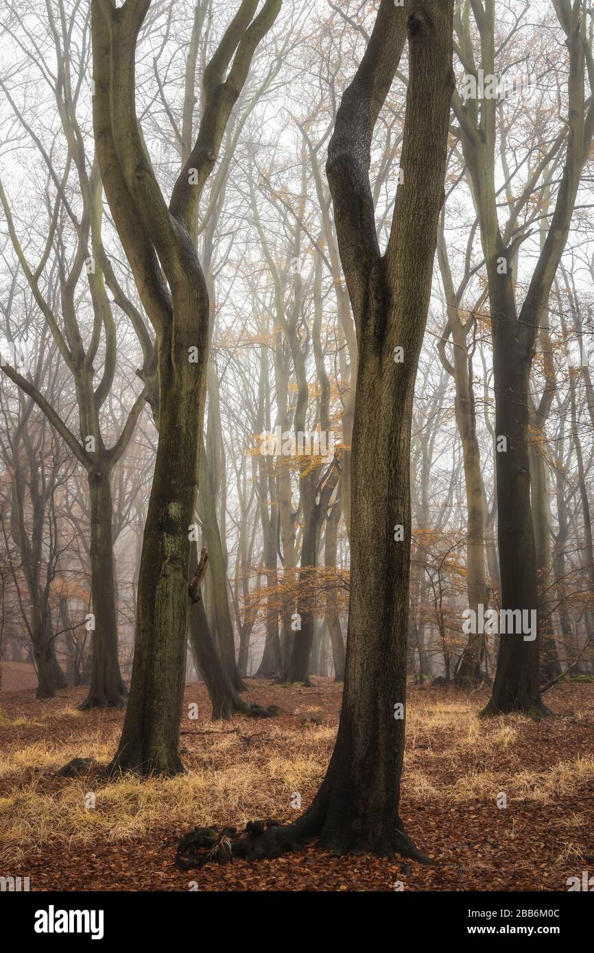 Epping national park hi-res stock photography and images - Alamy