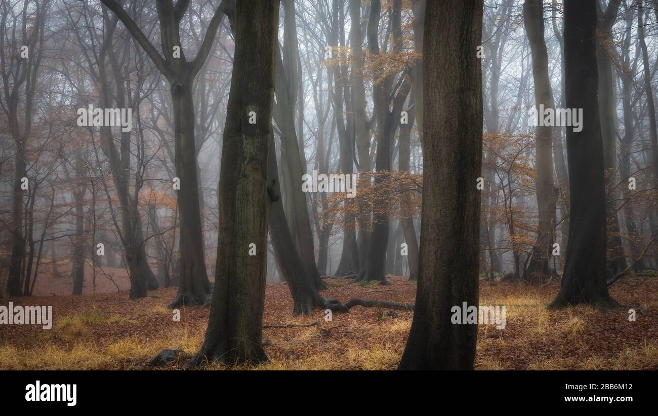 Epping forest national park hi-res stock photography and images - Alamy