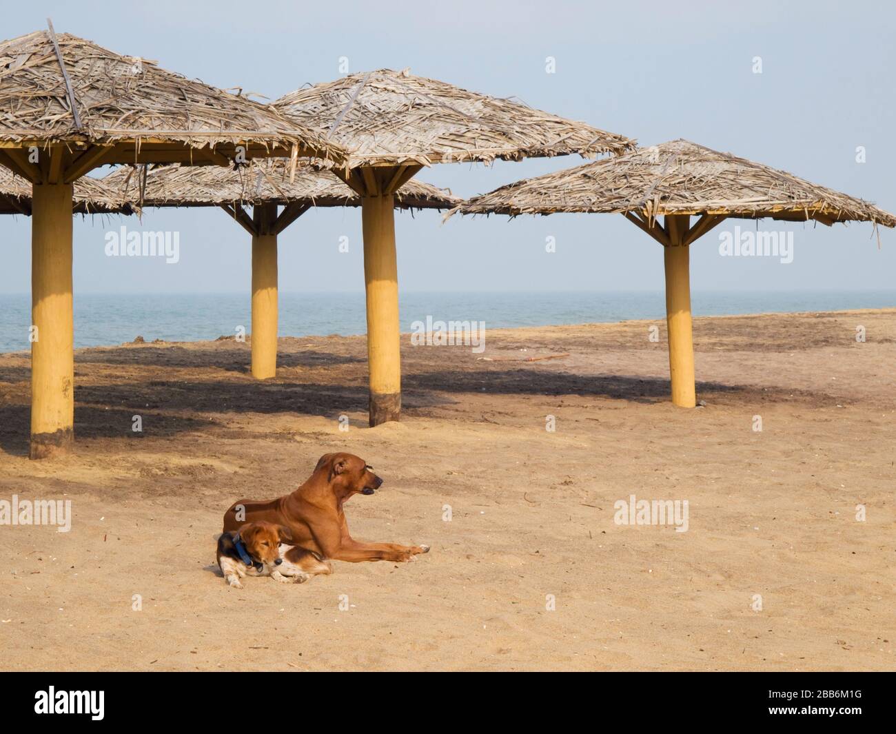 Dogs lying on the beach with parasols Stock Photo - Alamy