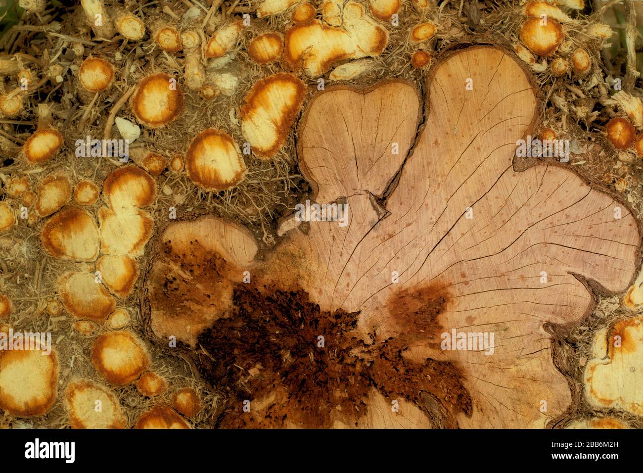 Close up abstract natural pattern of cut through tree trunk and round ...