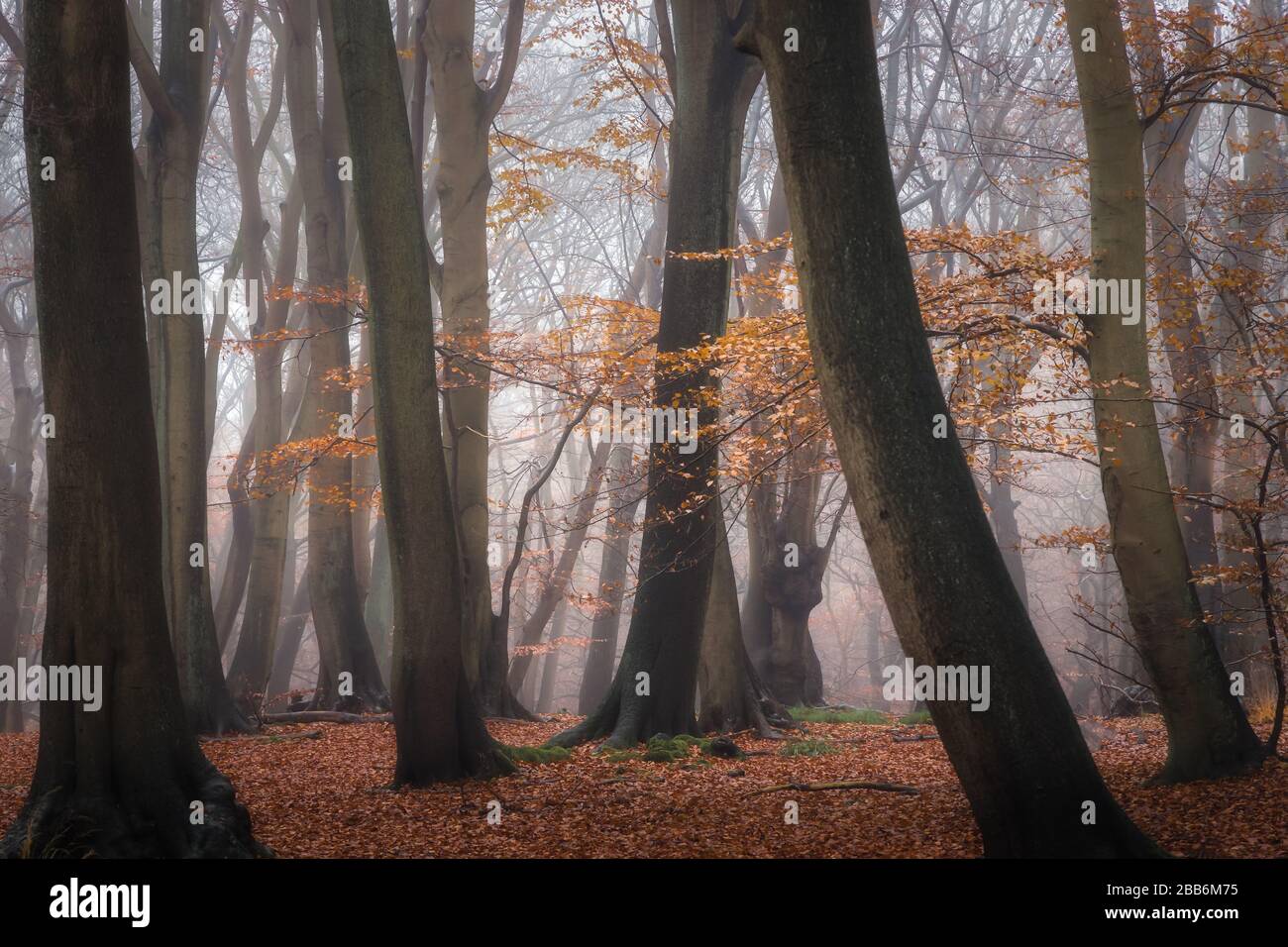 Epping national park hi-res stock photography and images - Alamy