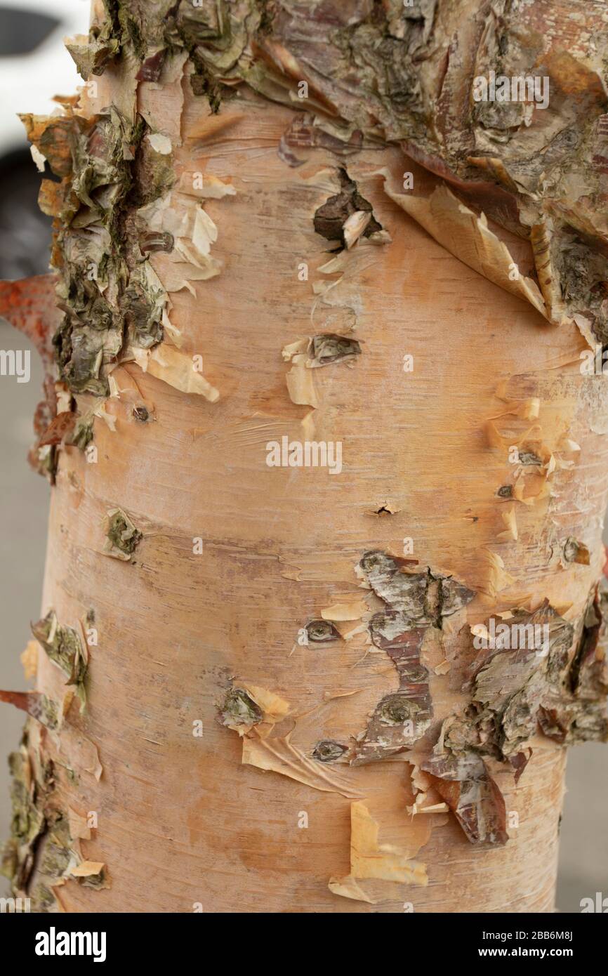 Abstract natural environment of peeling tree bark Stock Photo - Alamy
