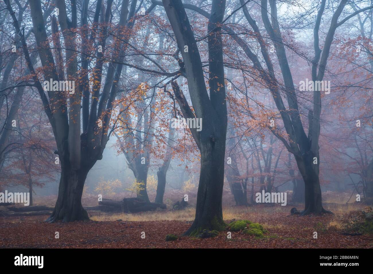 Epping national park hi-res stock photography and images - Alamy