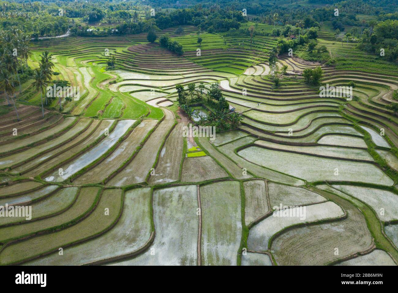 Aerial view of terraced rice fields, Mareje, Lombok, West Nusa Tenggara ...