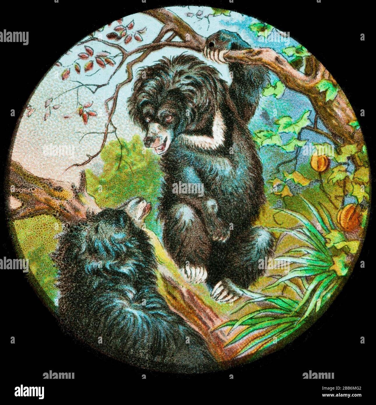 These are a natural scenic illustration of wildlife, natural habitat ...