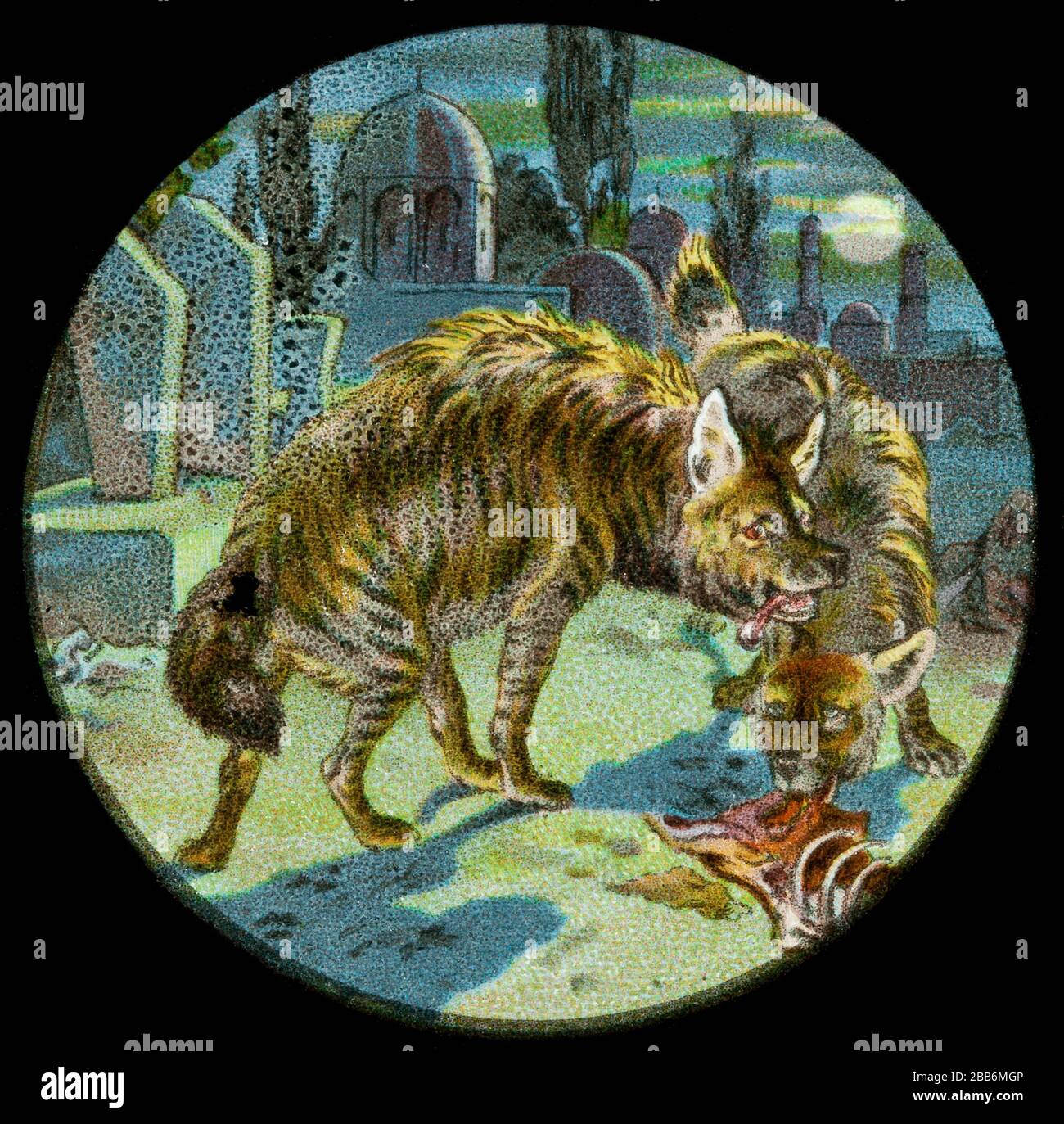 These are a natural scenic illustration of wildlife, natural habitat ...