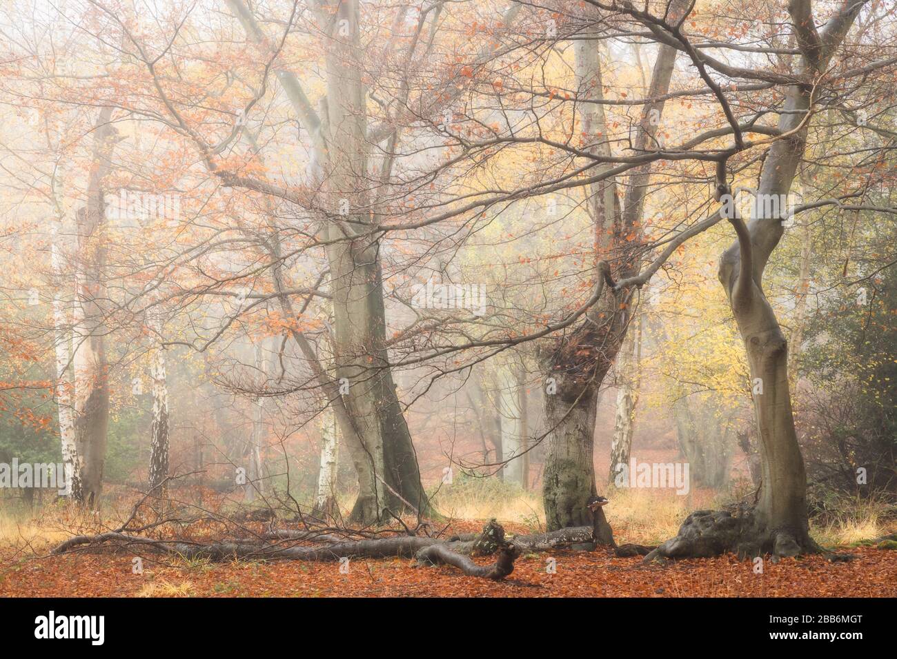Epping national park hi-res stock photography and images - Alamy