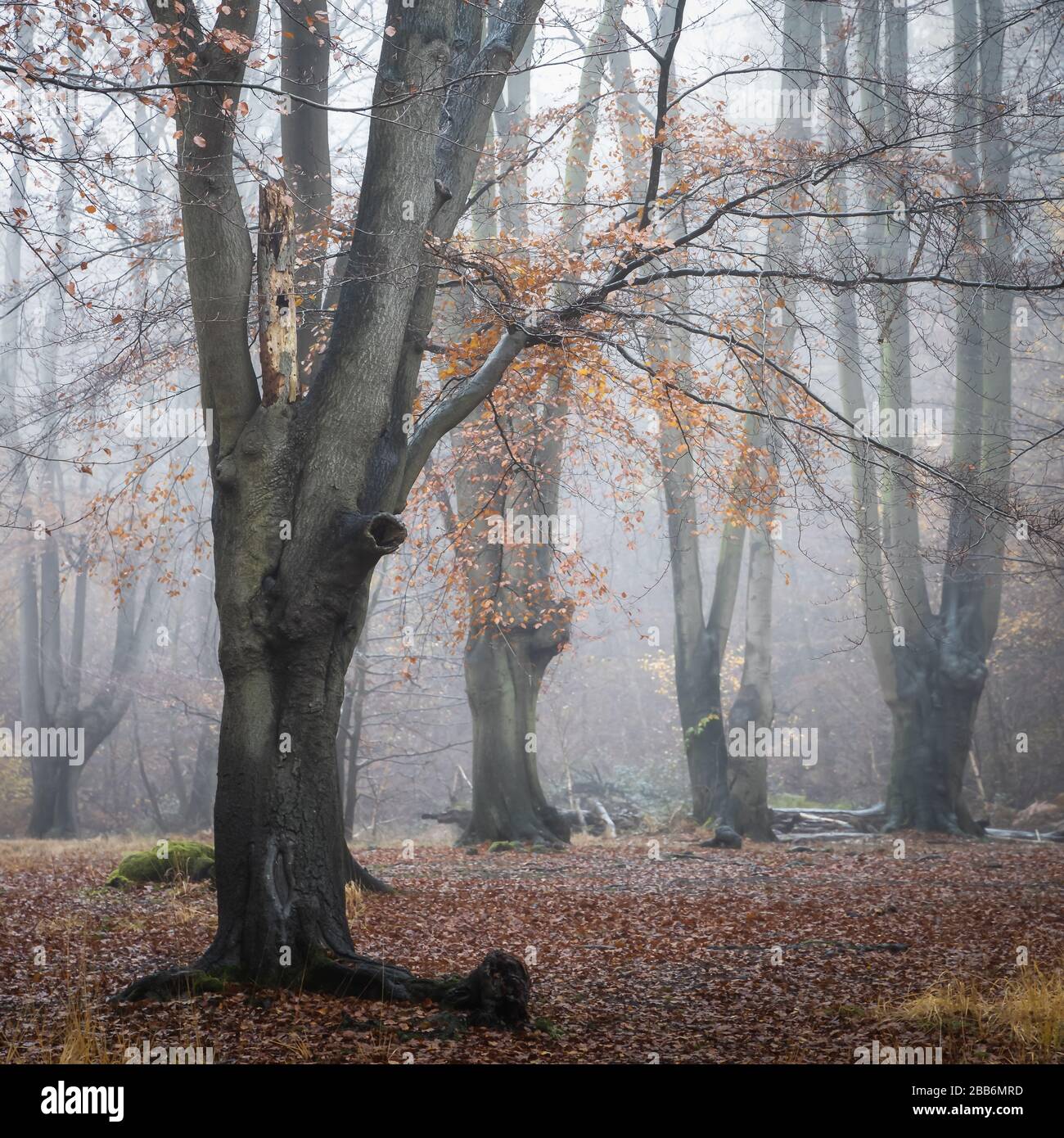 Epping national park hi-res stock photography and images - Alamy