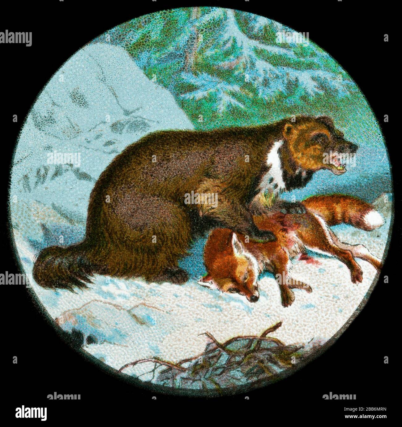 These are a natural scenic illustration of wildlife, natural habitat ...