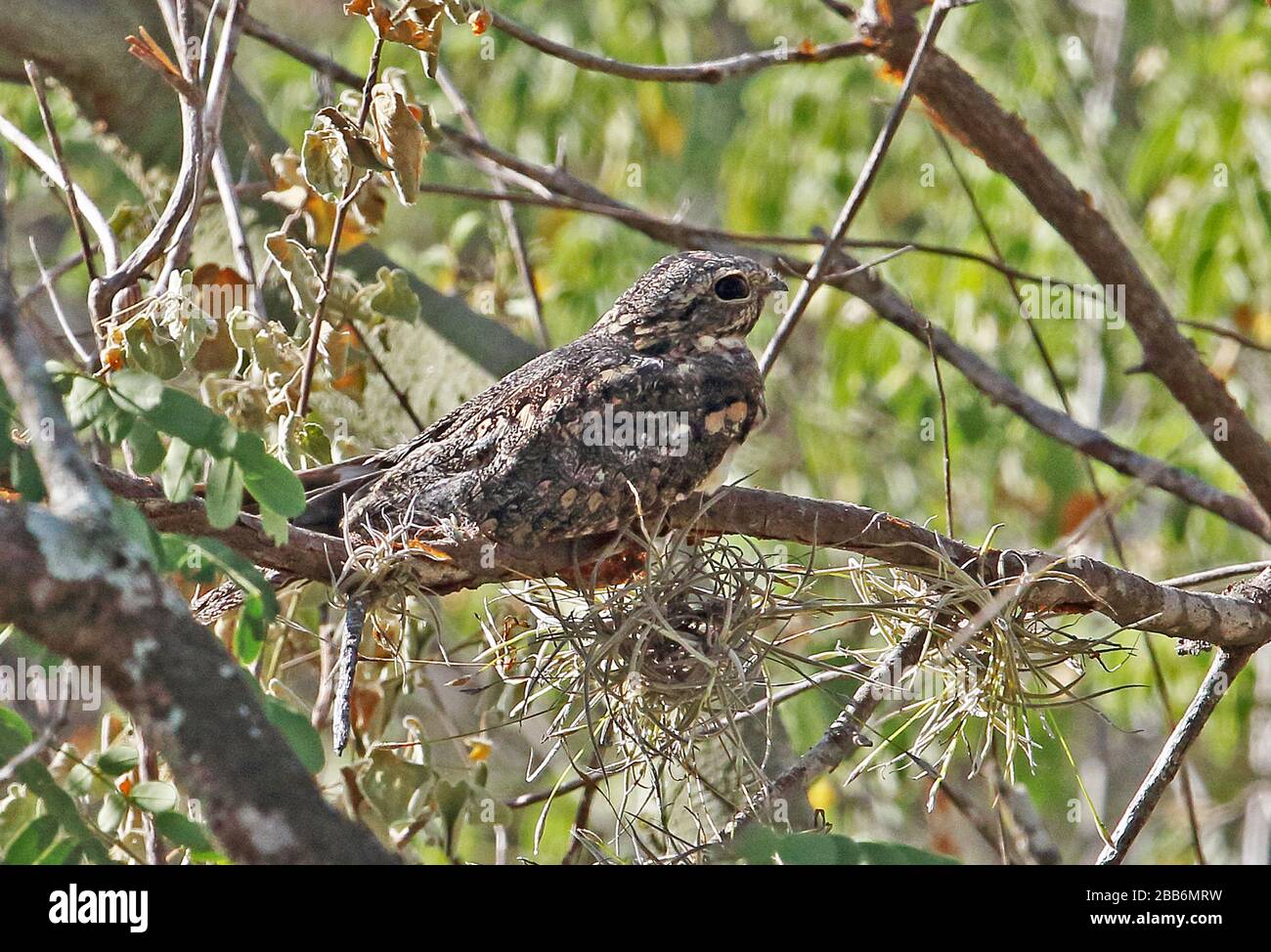 Scrub nightjar hi-res stock photography and images - Alamy