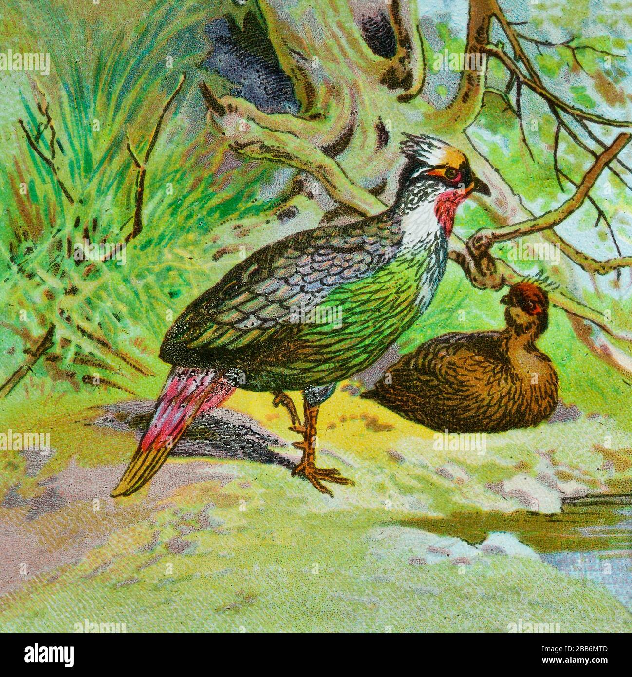 These are a natural scenic illustration of wildlife, natural habitat ...