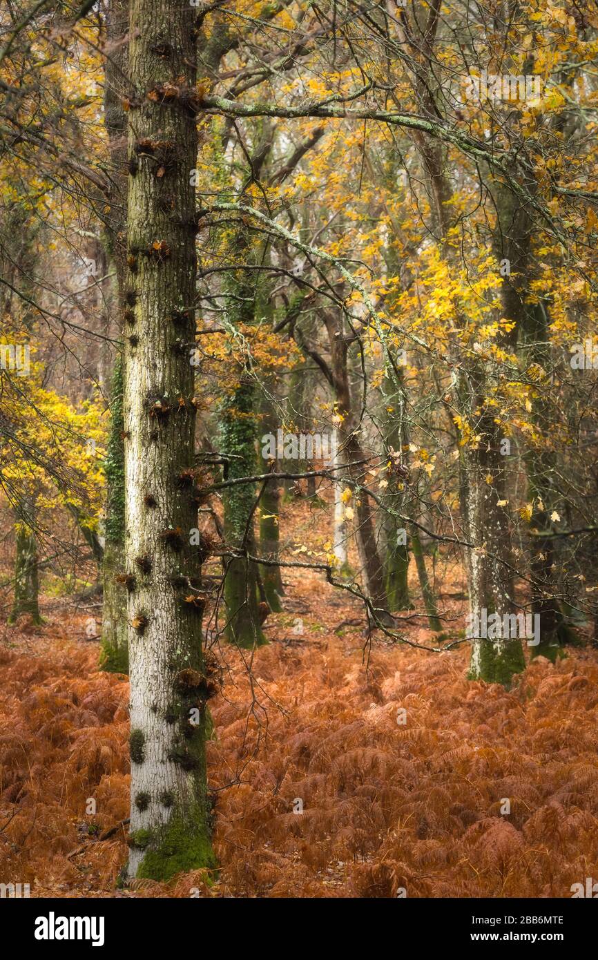 New Forest Autumn Stock Photo - Alamy