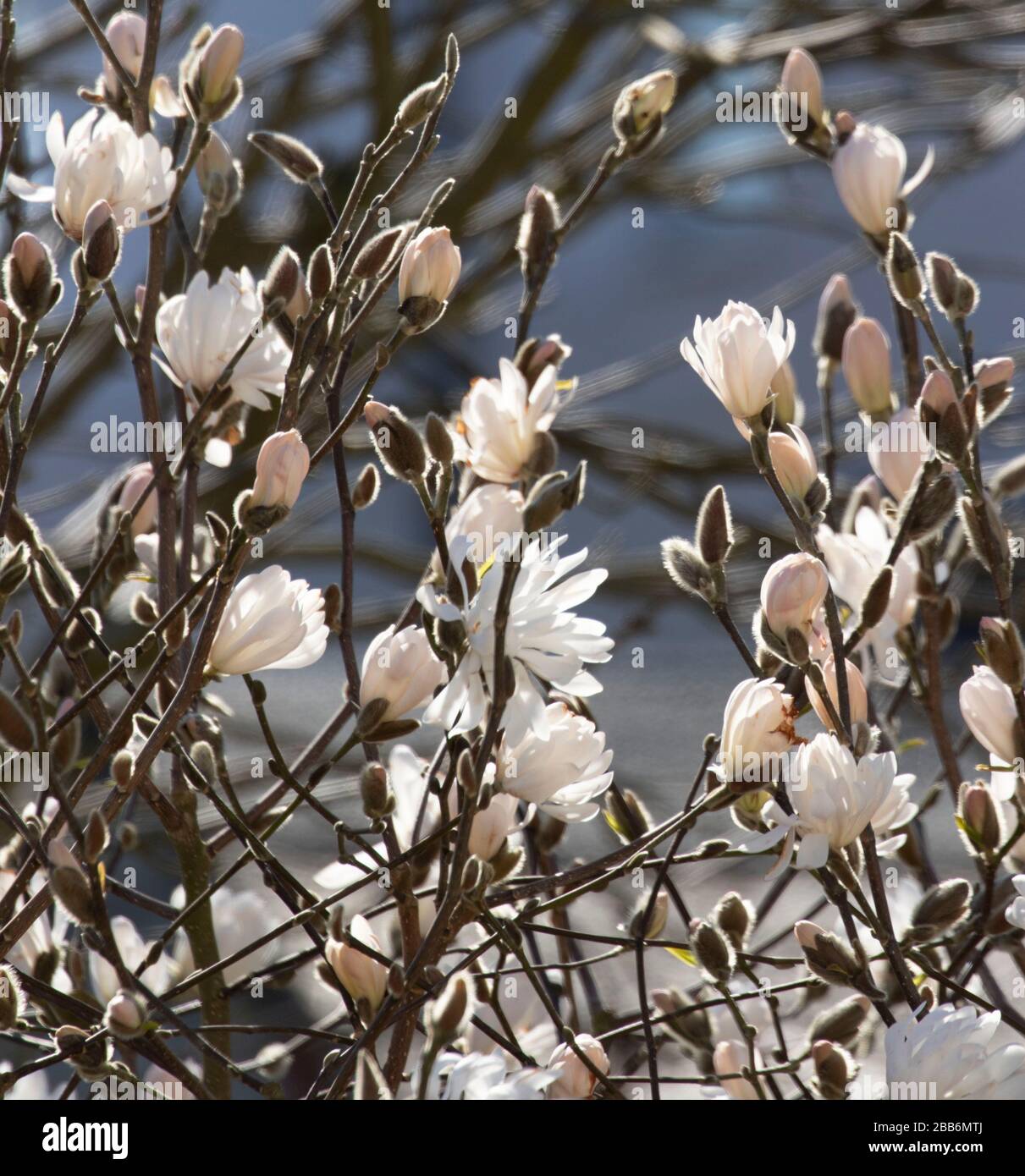 Magnolia stellata 'Royal Star' in flower and bud in a urban spring ...