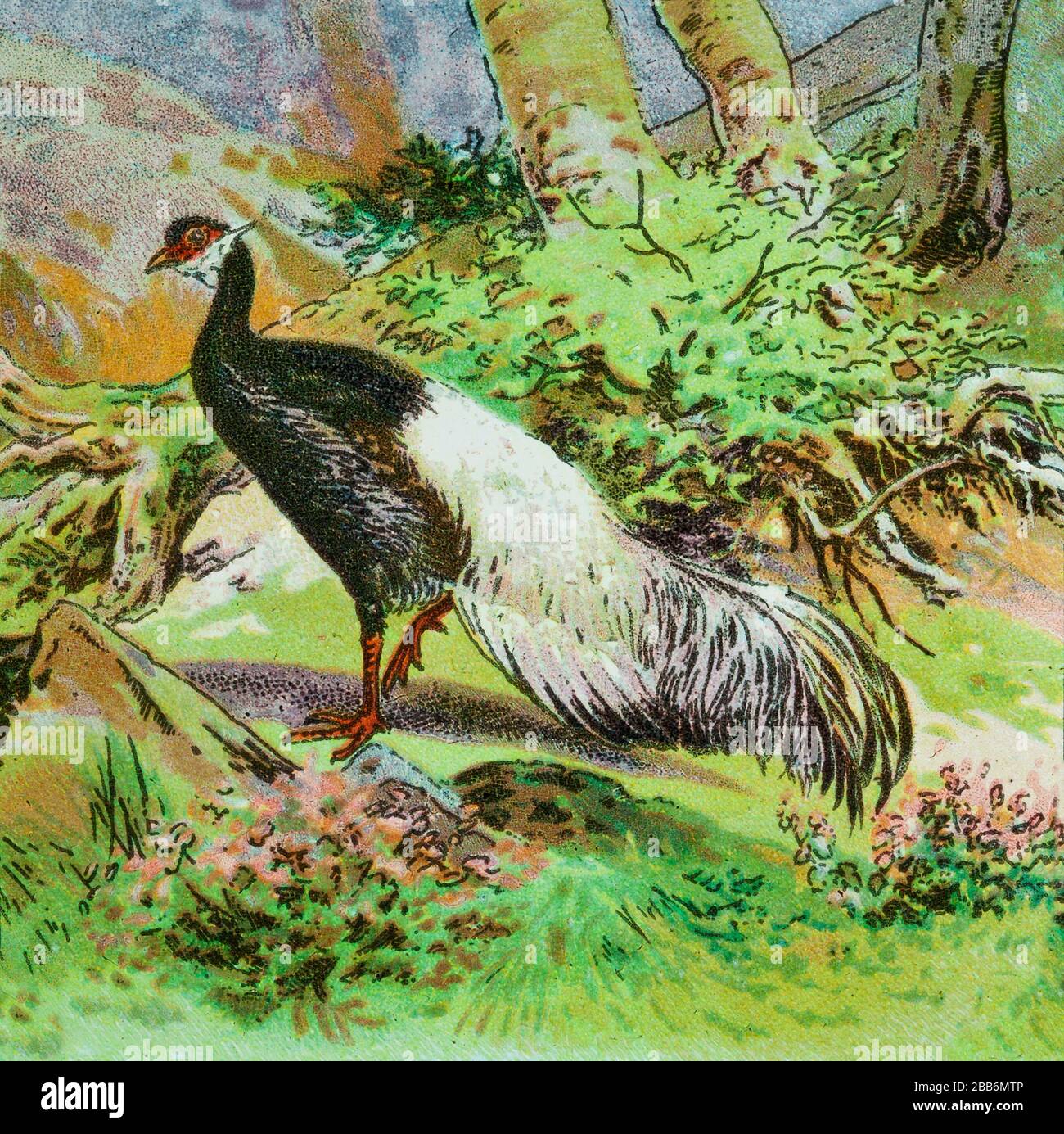 These are a natural scenic illustration of wildlife, natural habitat ...